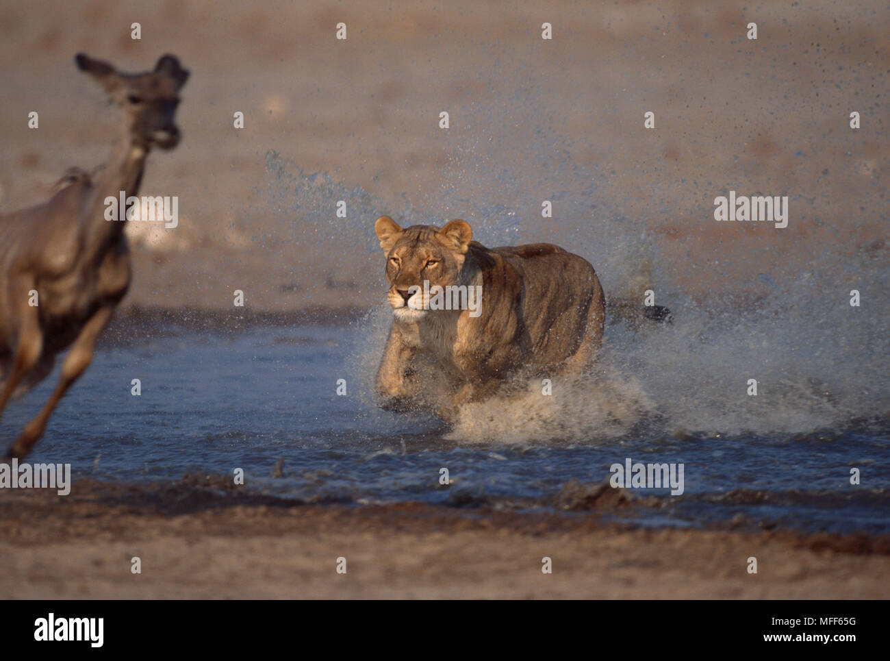 AFRICAN LION chasing kudu Panthera leo Etosha National Park, Namibia ...