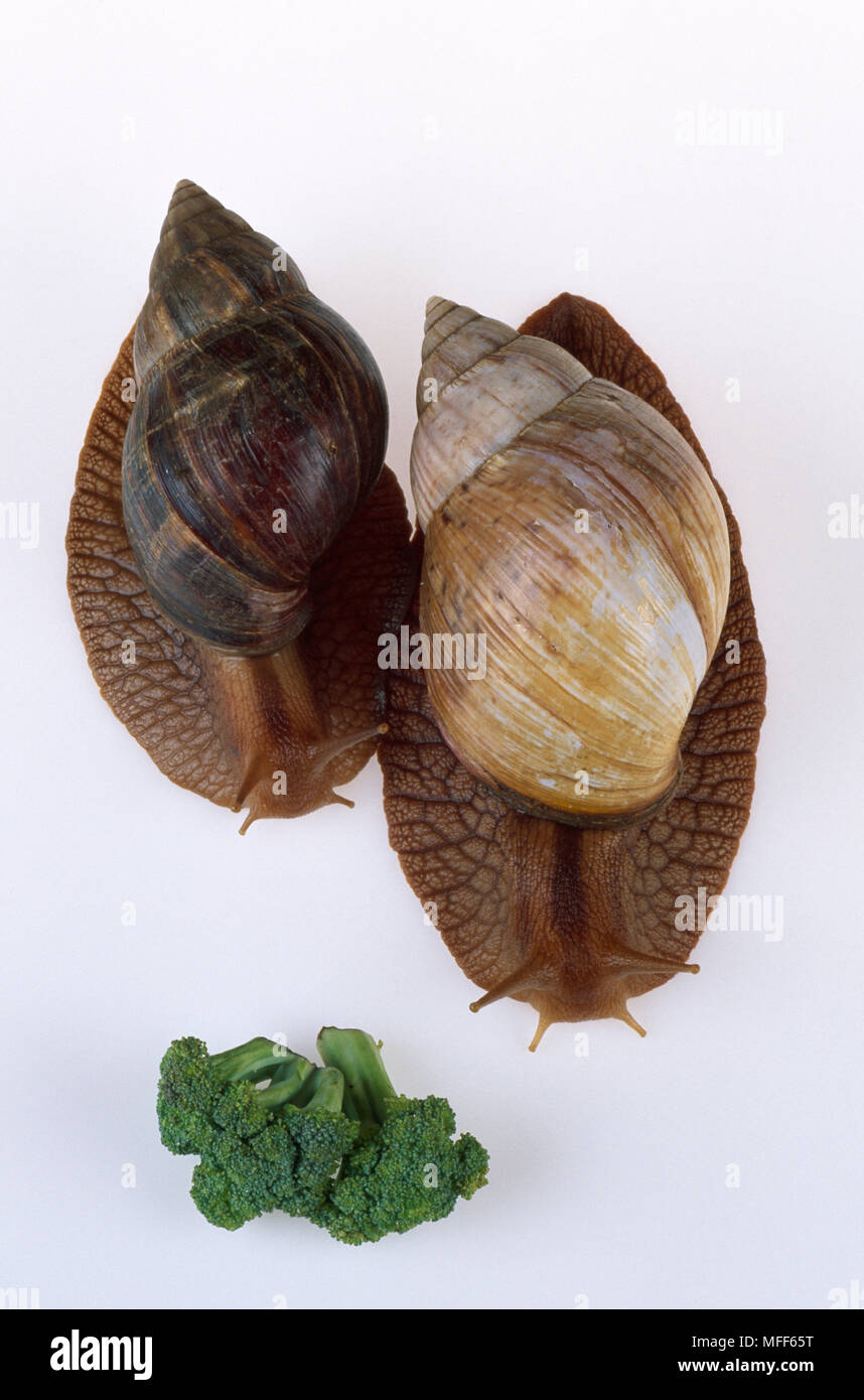 BUSHVELD LAND SNAILS Achatina immaculata Eastern Africa Can grow to a ...