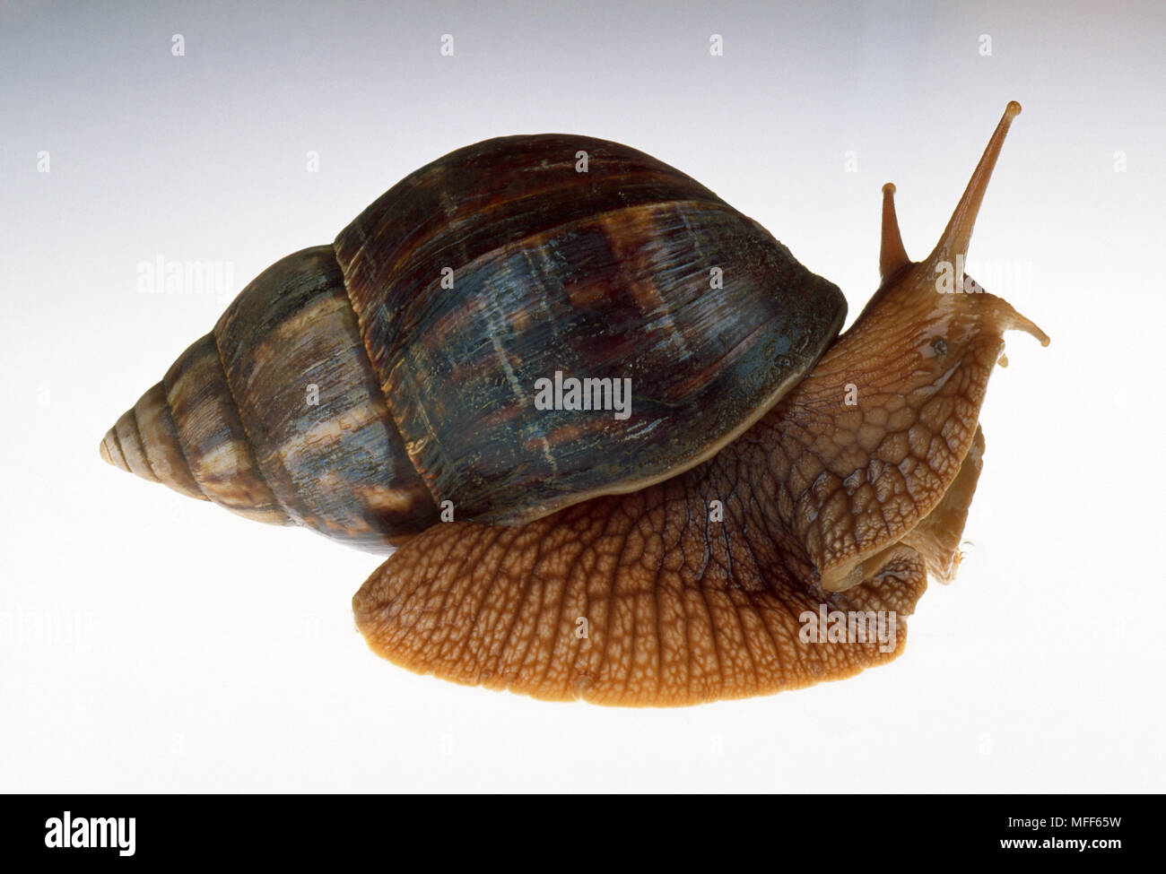 BUSHVELD LAND SNAIL Achatina immaculata Eastern Africa Can grow to a ...