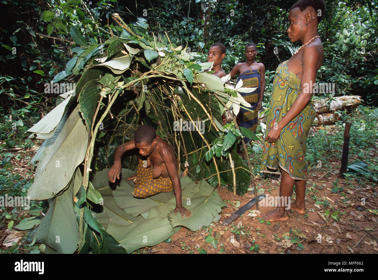 BAKA PYGMY WOMEN building a traditional hut, using leaves Cameroon ...