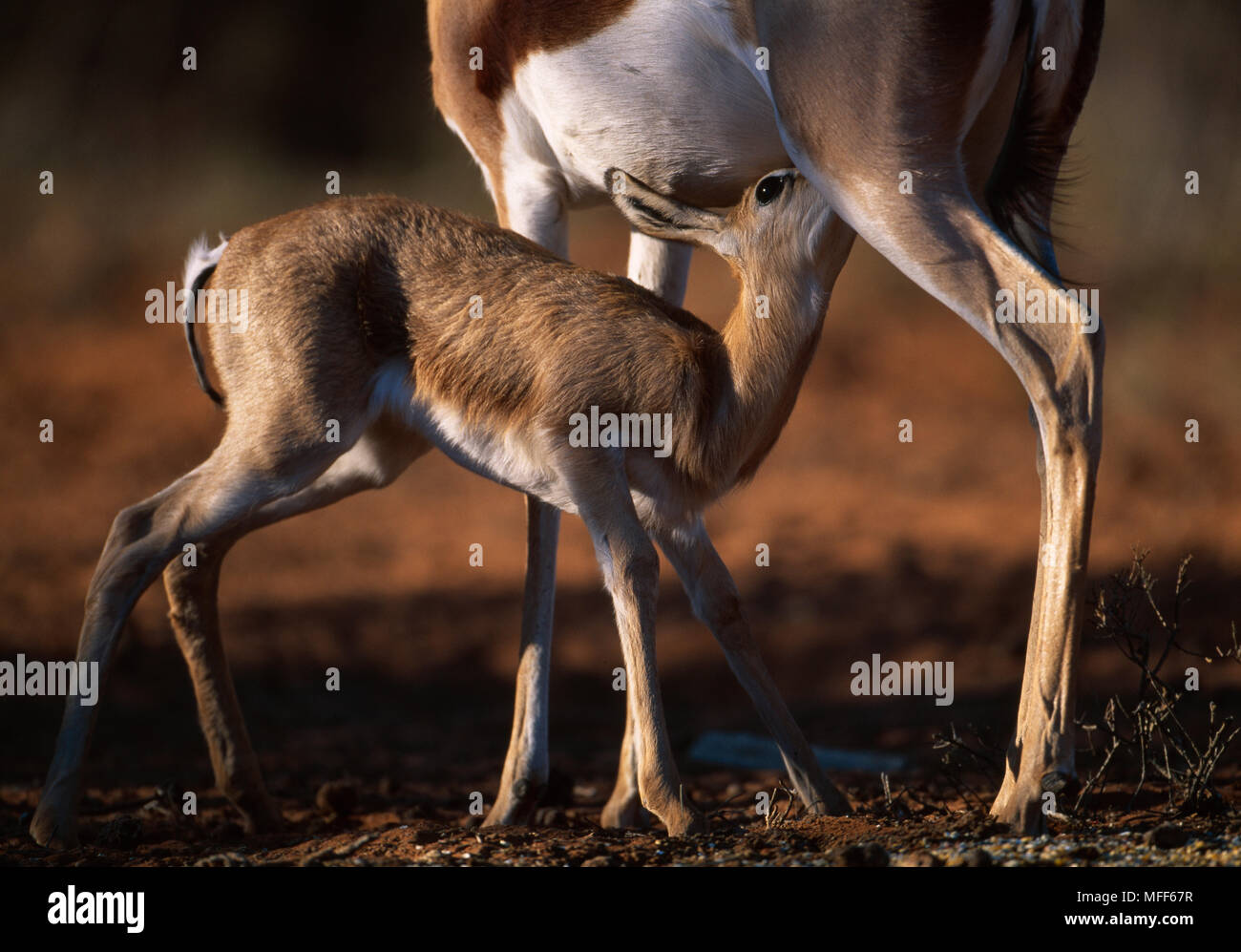 Springboks eating hi-res stock photography and images - Alamy