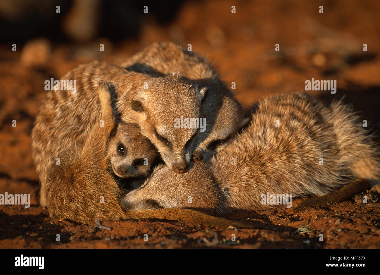Grooming meerkat hi-res stock photography and images - Alamy