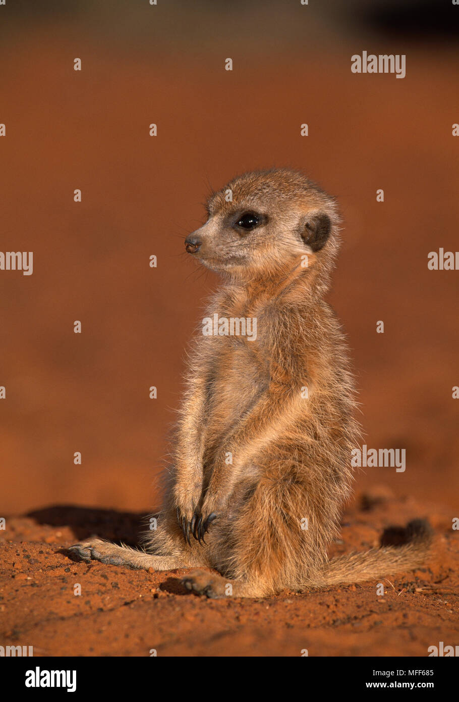 Suricata babies hi-res stock photography and images - Alamy