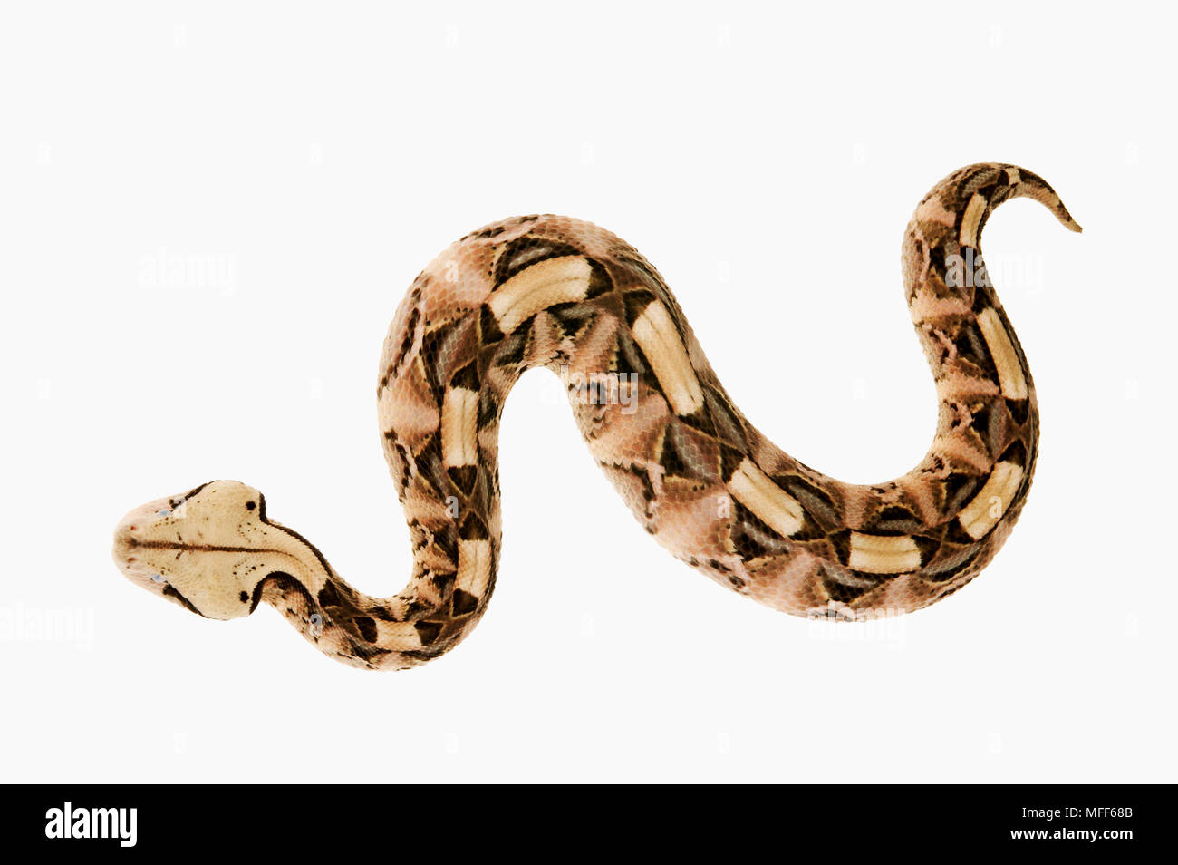 West african gaboon viper snake hi-res stock photography and images - Alamy