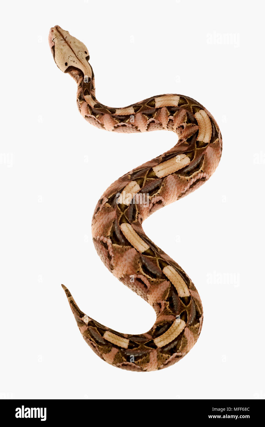WEST AFRICAN GABOON VIPER Bitis gabonica rhinocerus West Africa Stock ...