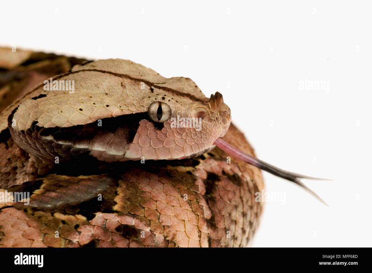 WEST AFRICAN GABOON VIPER Bitis gabonica rhinocerus West Africa Stock ...