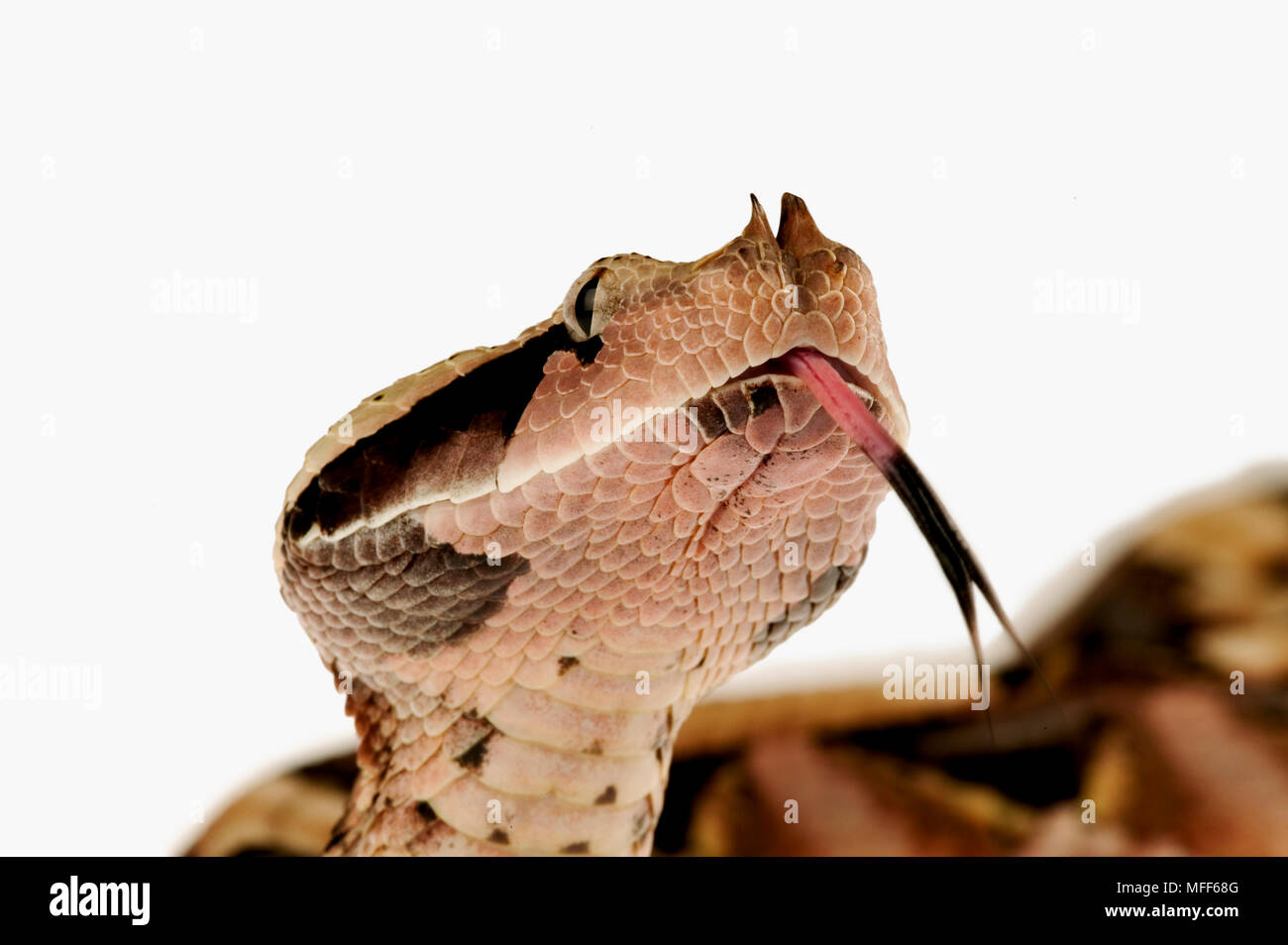 WEST AFRICAN GABOON VIPER Bitis gabonica rhinocerus West Africa Stock ...