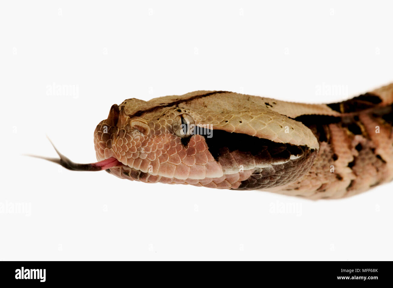 WEST AFRICAN GABOON VIPER Bitis gabonica rhinocerus West Africa Stock ...
