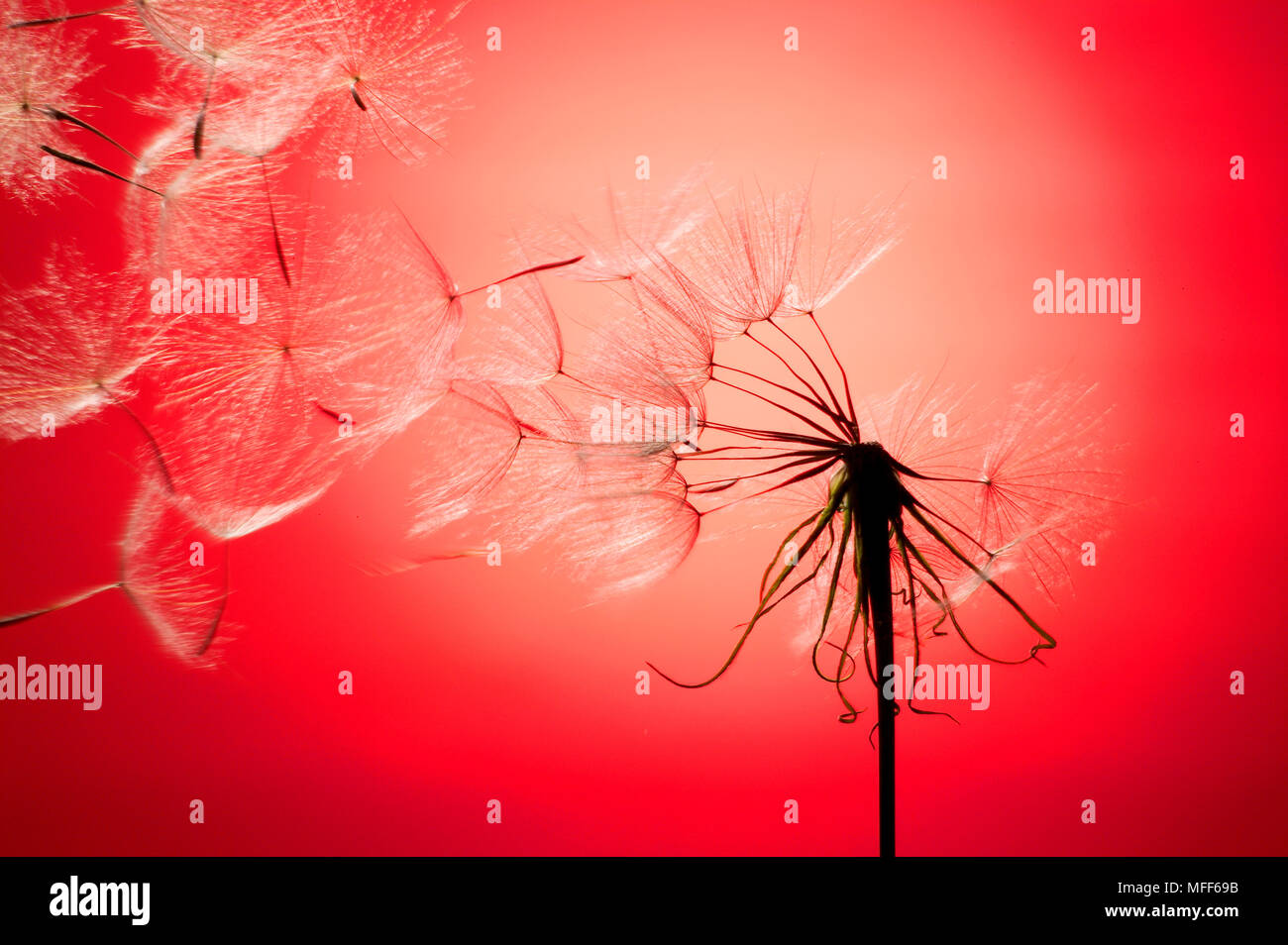 FLOWER seed head. Showing wind dispersal Stock Photo - Alamy