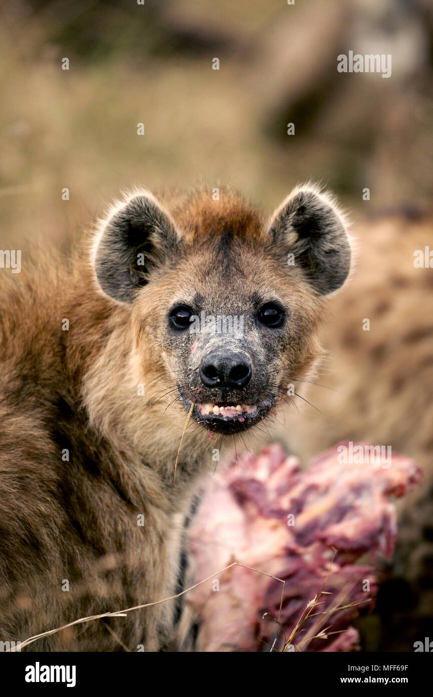 SPOTTED HYENA at zebra kill Crocuta crocuta Masai Mara N.R., Kenya ...