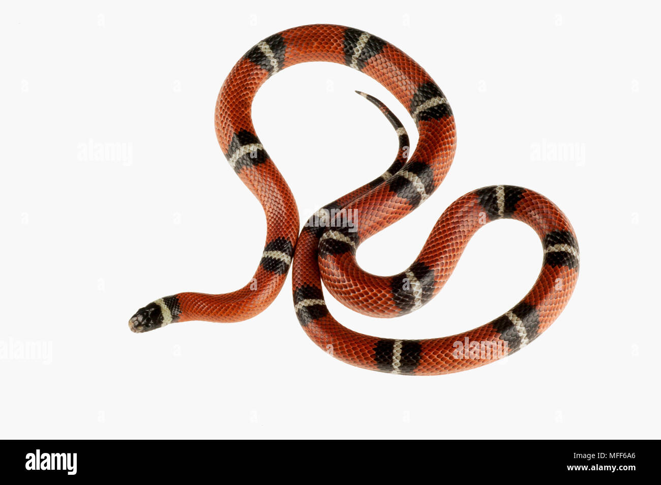 SINALOAN MILK SNAKE Lampropeltis triangulum sinaloa Central America ...