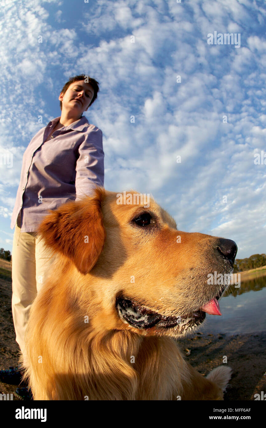 GOLDEN RETRIEVER with owner Stock Photo - Alamy