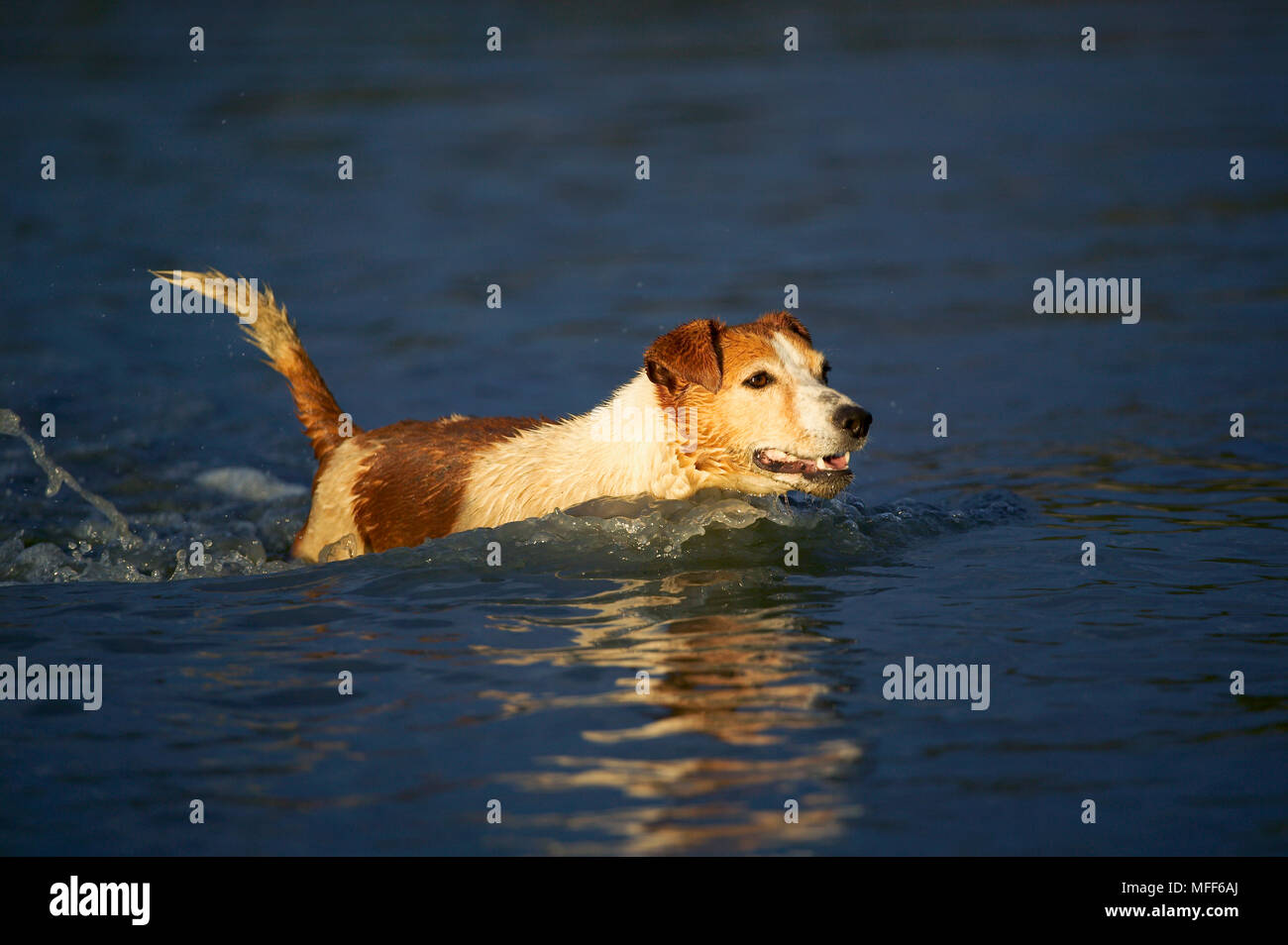 JACK RUSSELL swimming in water Stock Photo - Alamy