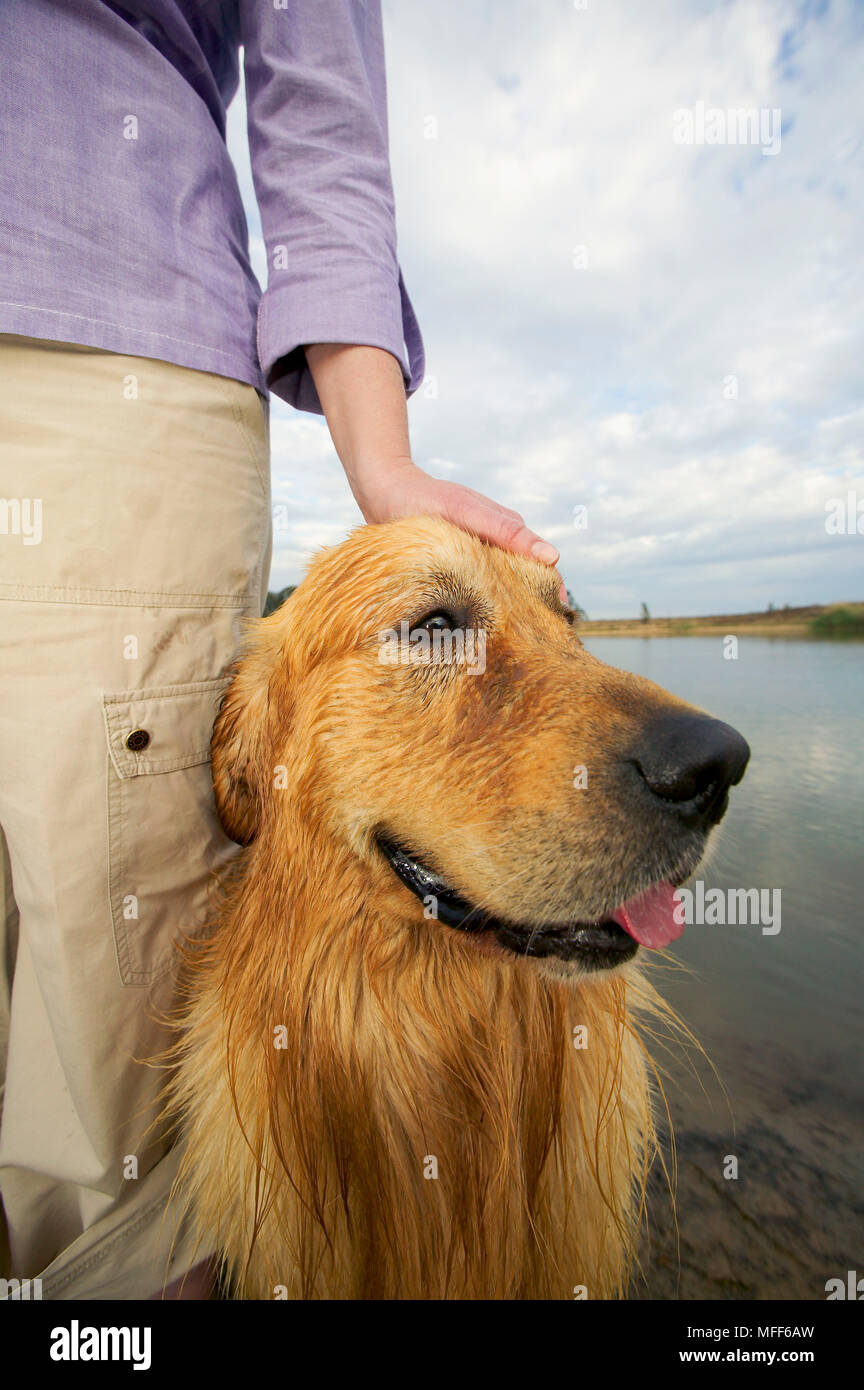 GOLDEN RETRIEVER with owner Stock Photo - Alamy