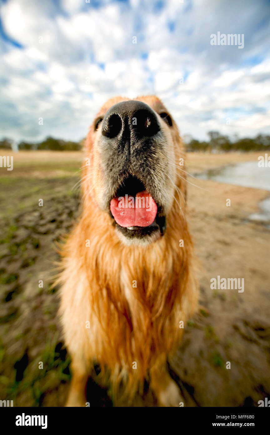 GOLDEN RETRIEVER close up Stock Photo - Alamy