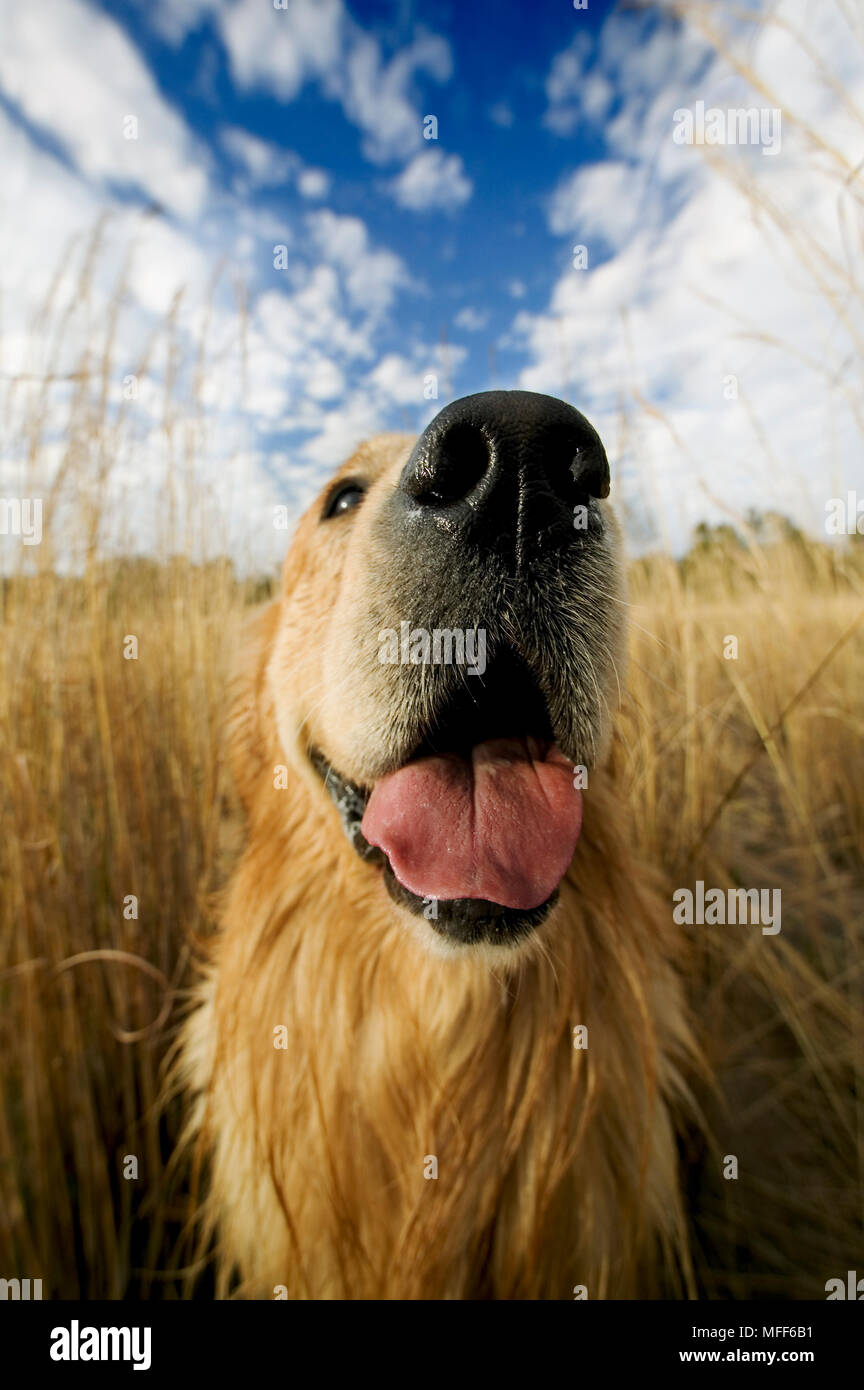 GOLDEN RETRIEVER close up Stock Photo - Alamy