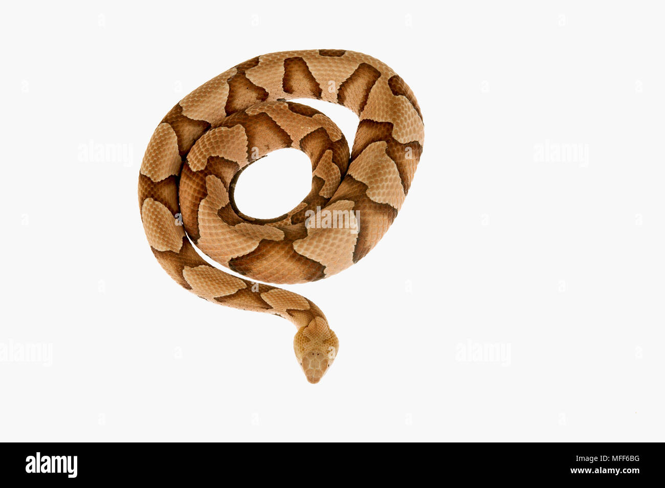 COPPERHEAD SNAKE coiled Agkristodon contortix Stock Photo - Alamy