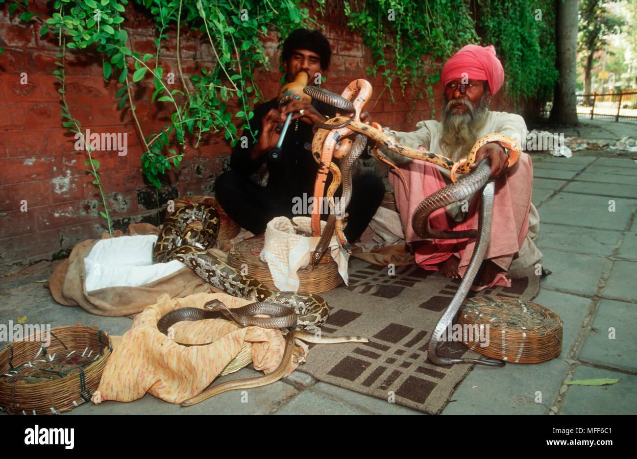 Species of indian snakes hi-res stock photography and images - Alamy
