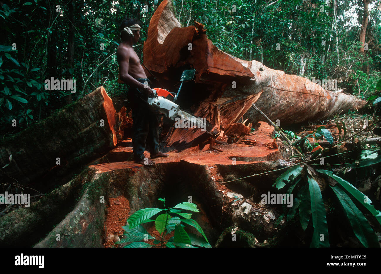 RAINFOREST LOGGING Borneo, Sabah Province, Malaysia Stock Photo - Alamy
