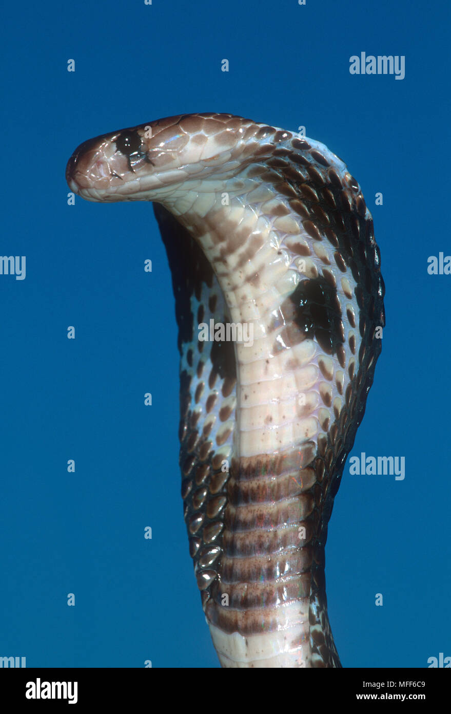 Spectacled cobras hi-res stock photography and images - Alamy