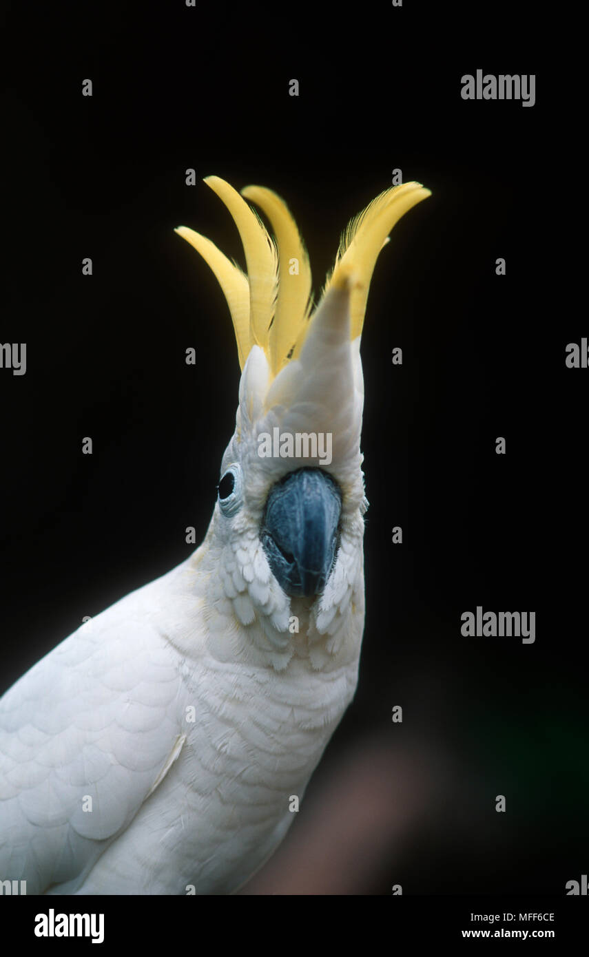 LESSER SULPHUR-CRESTED COCKATOO Cacatua sulphurea Endangered species ...