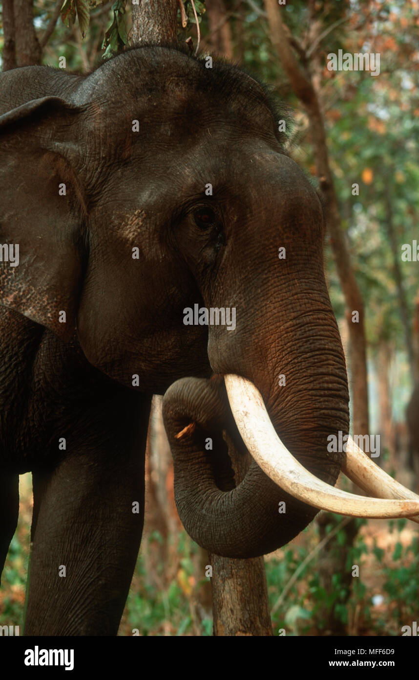 INDIAN ELEPHANT Elephus maximus Endangered species Stock Photo - Alamy