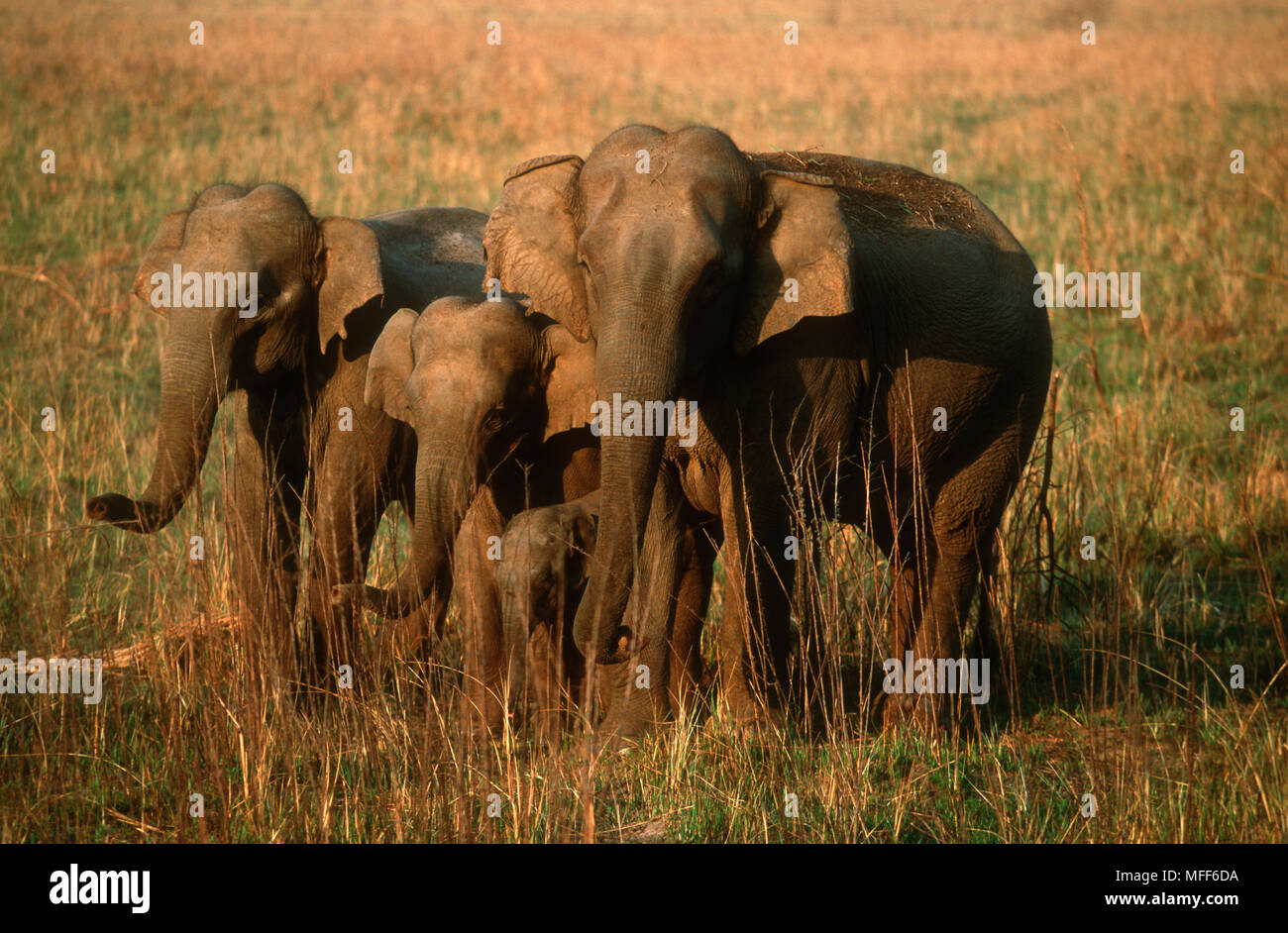 NDIAN ELEPHANT group of young Elephus maximus Endangered Corbett ...