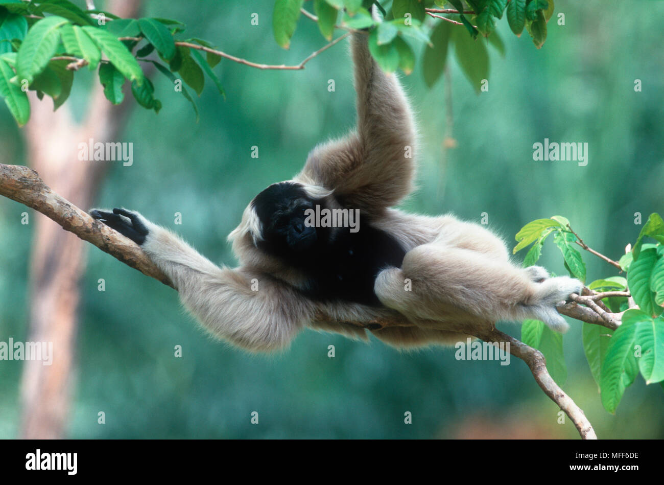 PILEATED GIBBON Hylobates pileatus Endangered species Stock Photo - Alamy