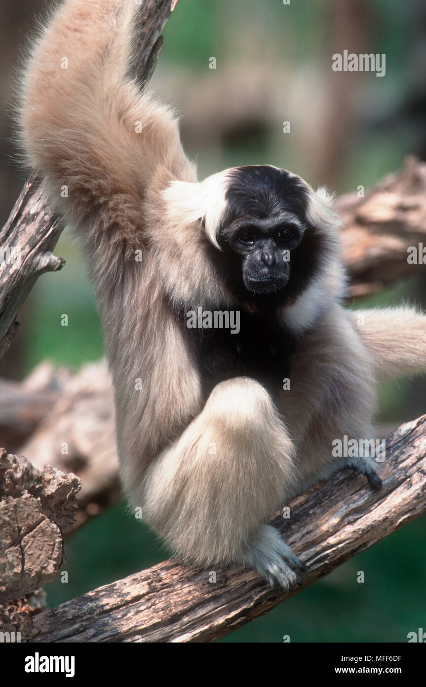 Mha006136c hi-res stock photography and images - Alamy