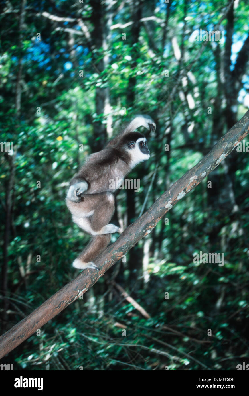 Primate walking upright hi-res stock photography and images - Alamy