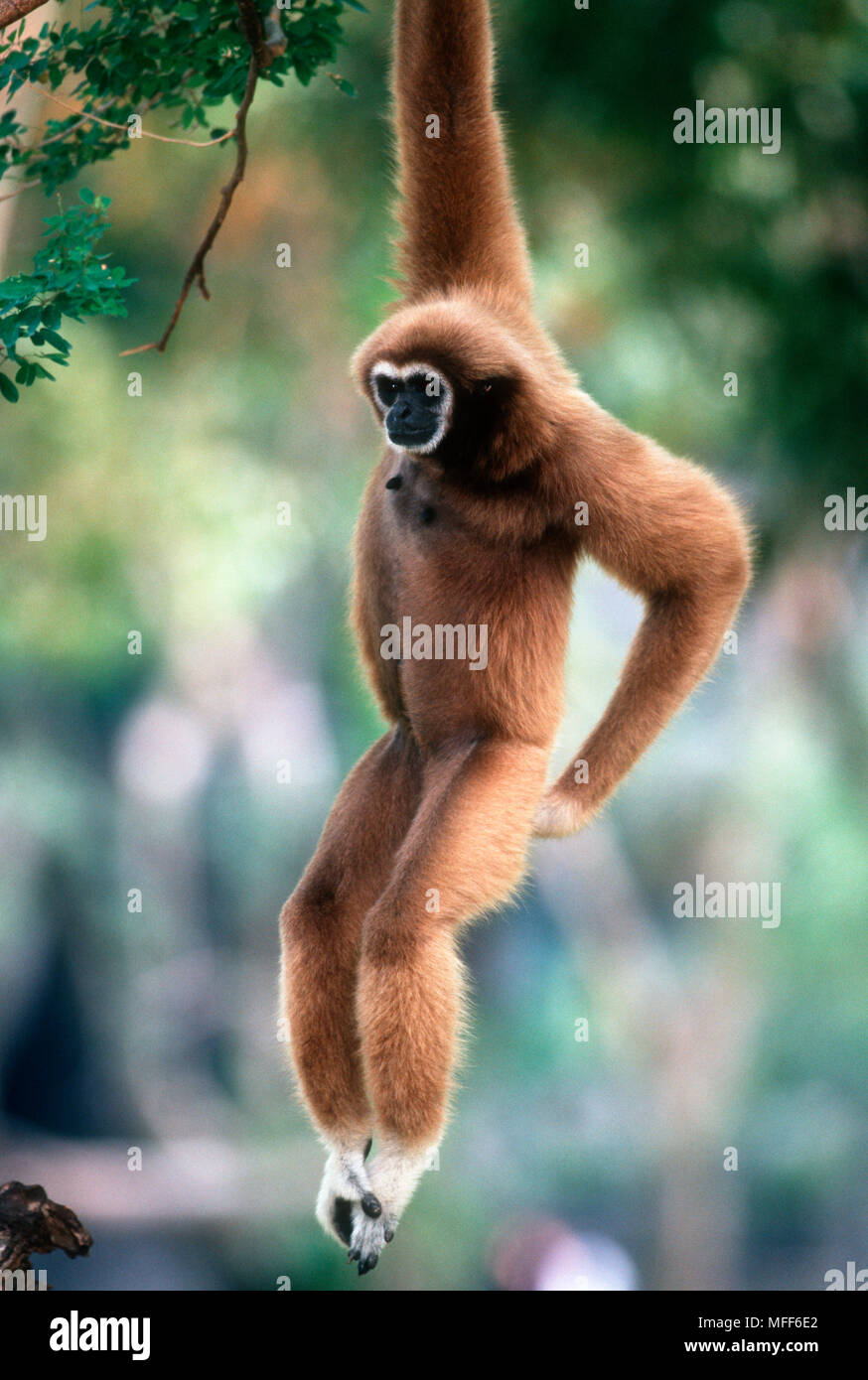WHITE-HANDED GIBBON Hylobates lar hanging from branch Vulnerable ...