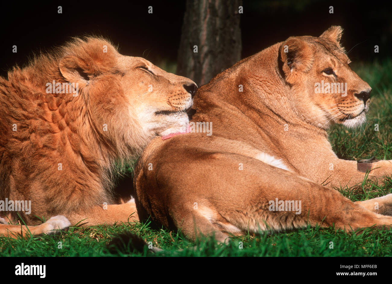 ASIATIC LION pair resting Panthera leo persica Western Plains Zoo ...