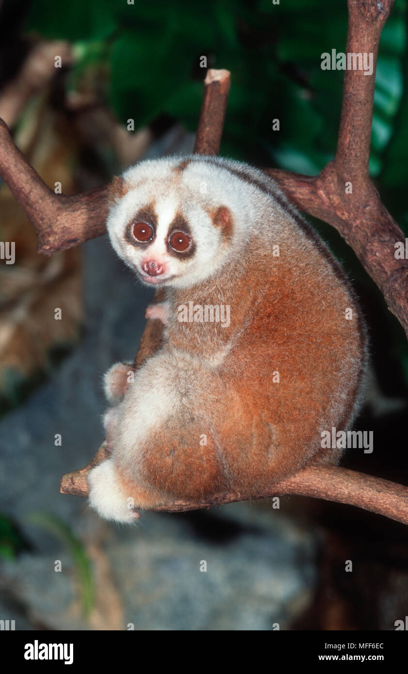 SLOW LORIS Nycticebus coucang Nocturnal South-East Asia Stock Photo - Alamy