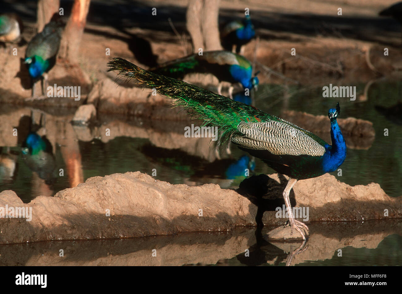 PEACOCK group by water Paro cristatus Asia Stock Photo - Alamy
