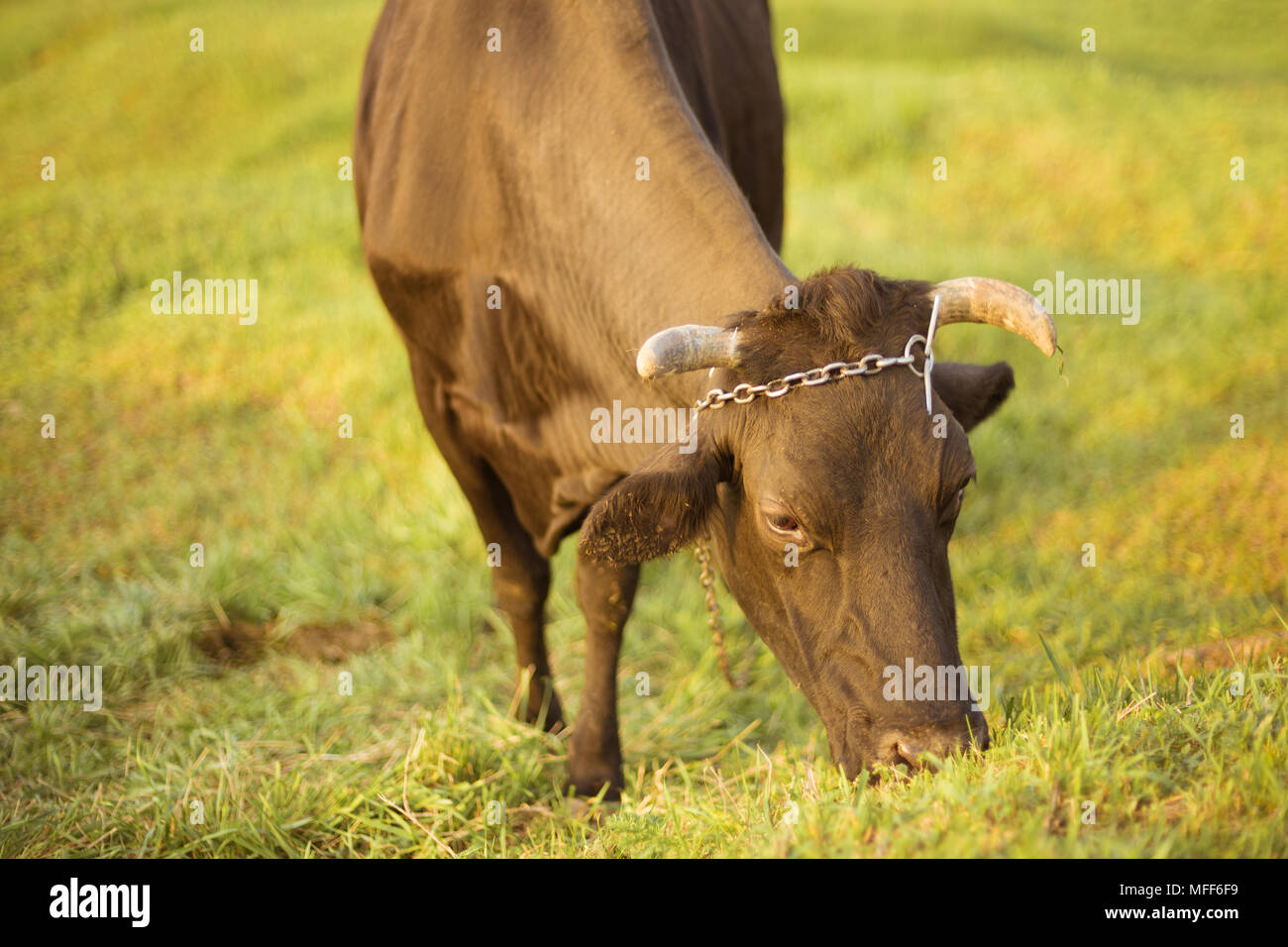 Bull eating grass on lawn Stock Photo - Alamy