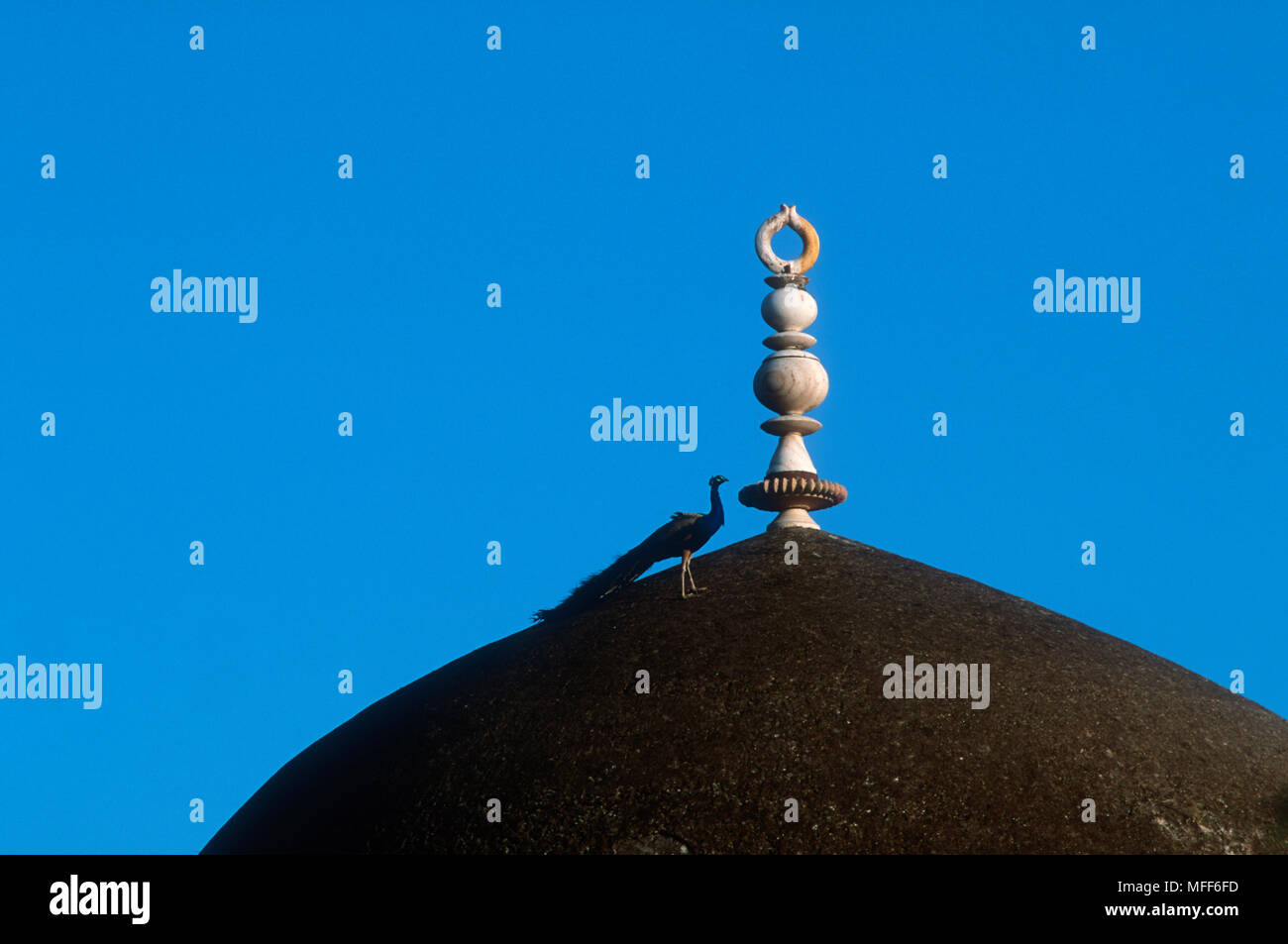Paro cristatus hi-res stock photography and images - Alamy