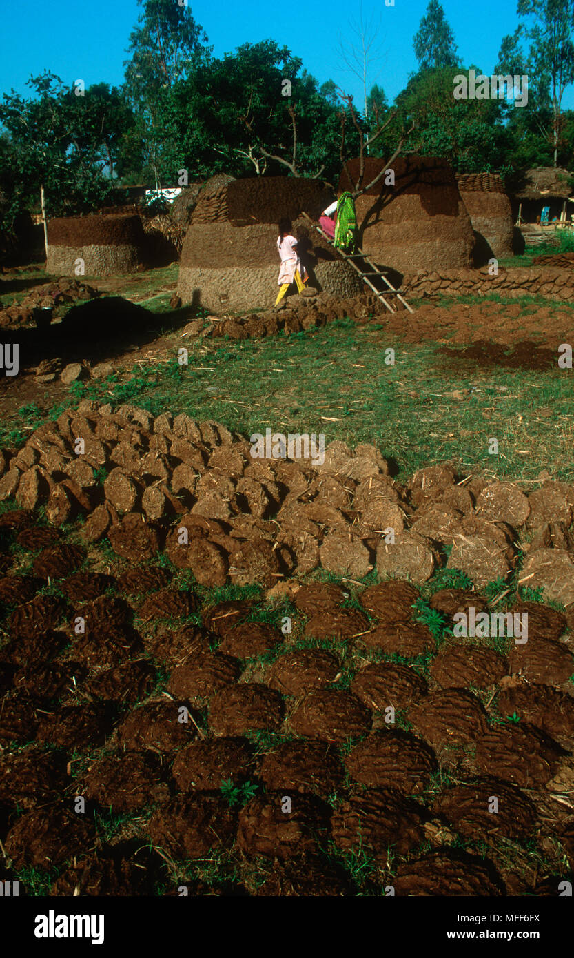 Buffalo dung hi-res stock photography and images - Alamy