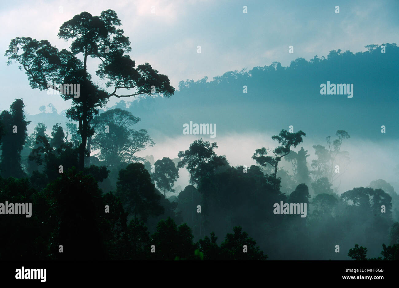 RAINFOREST canopy Borneo Stock Photo - Alamy