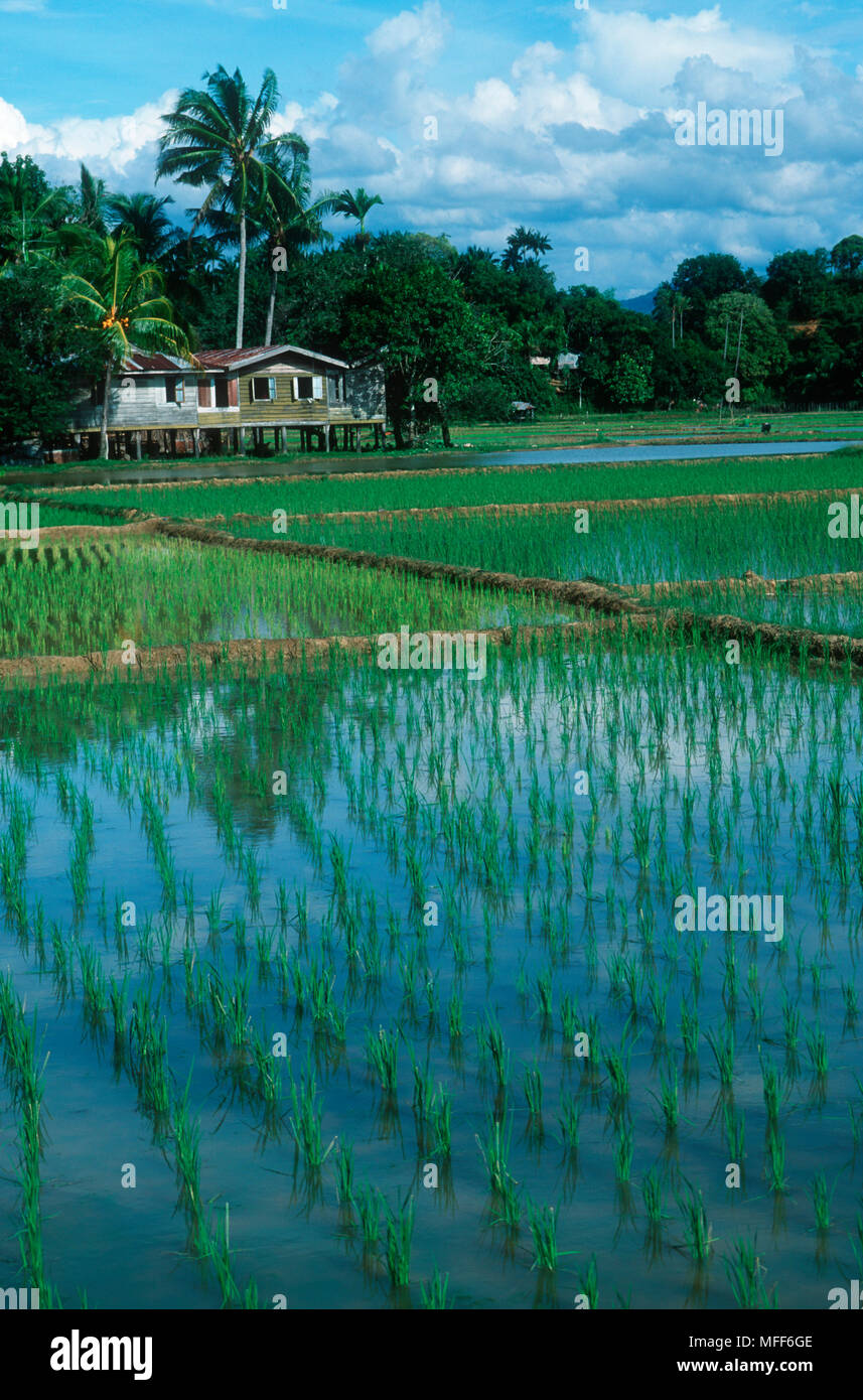 PADDY FIELDS growing rice Sabah Province, Malaysia, Borneo Stock Photo ...