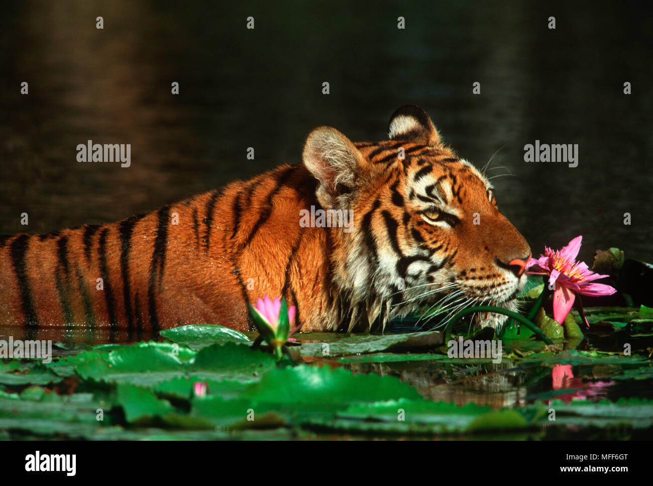 TIGER in water with water lily Panthera tigris Endangered Species Stock ...