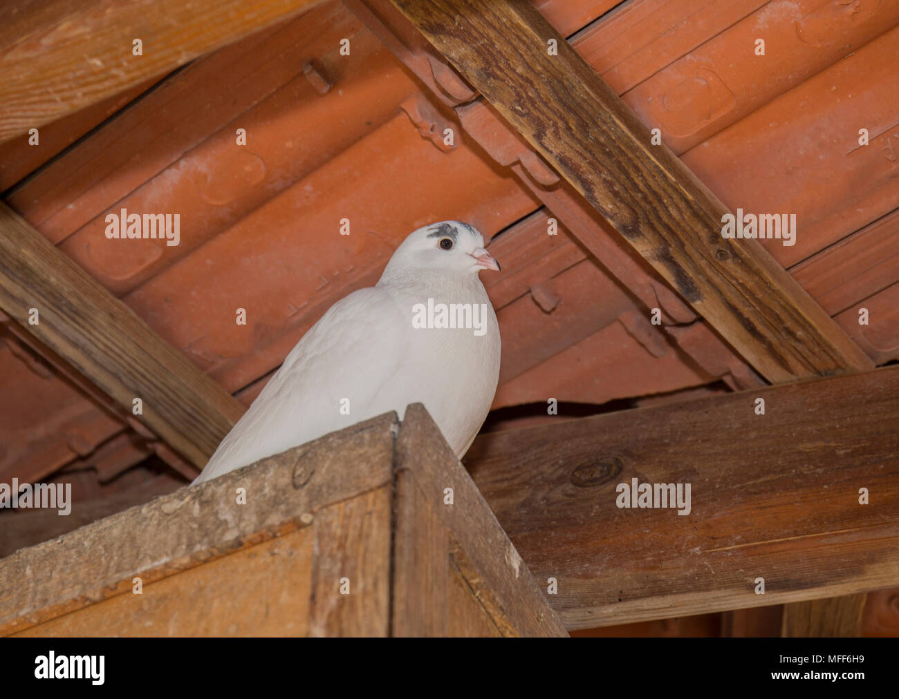 A white dove on top of its dovecote, under a shingle roof Stock Photo ...