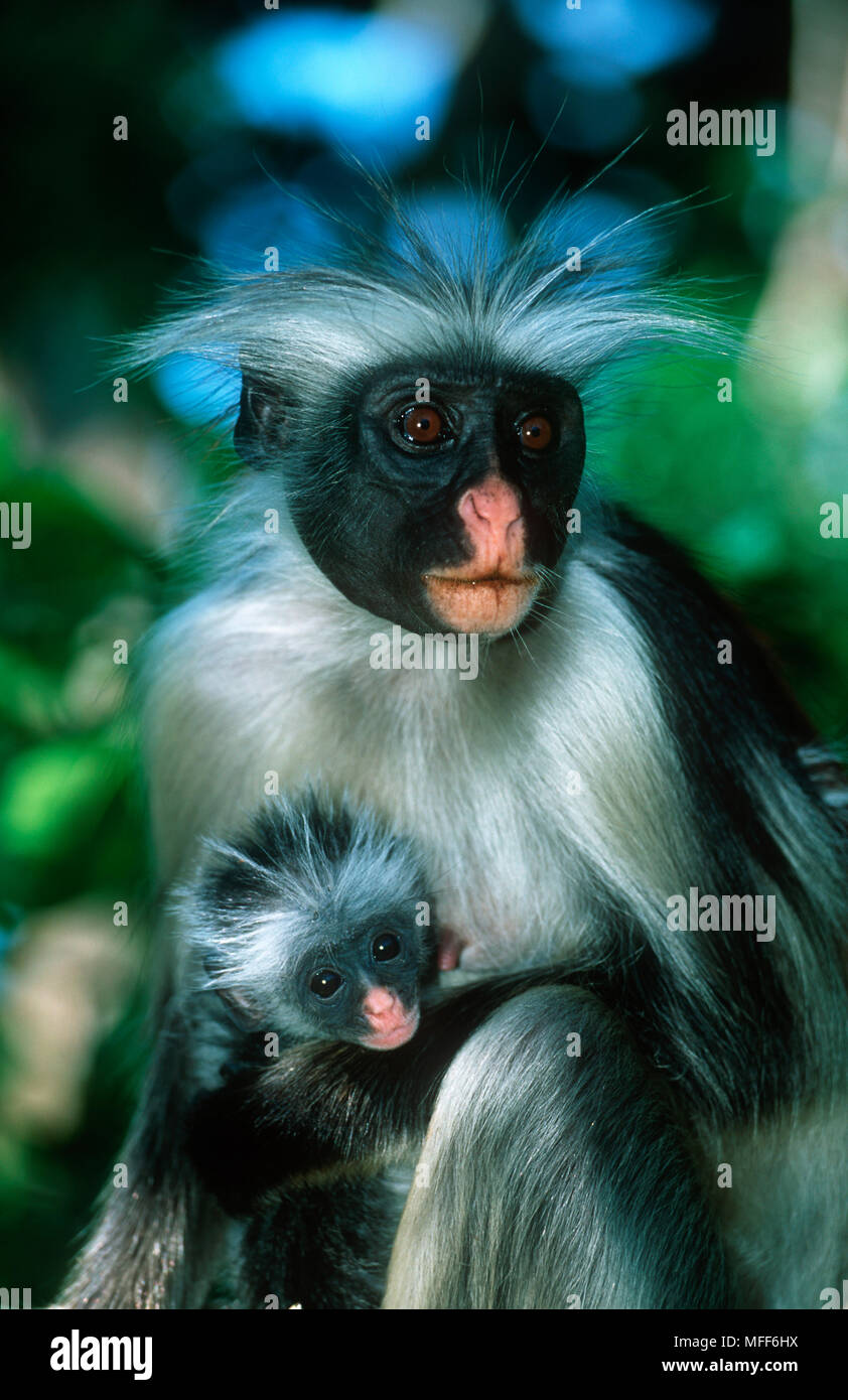 ZANZIBAR RED COLOBUS Procolobus badius kirkii female with young ... ZANZIBAR RED COLOBUS Procolobus badius kirkii female with young ...