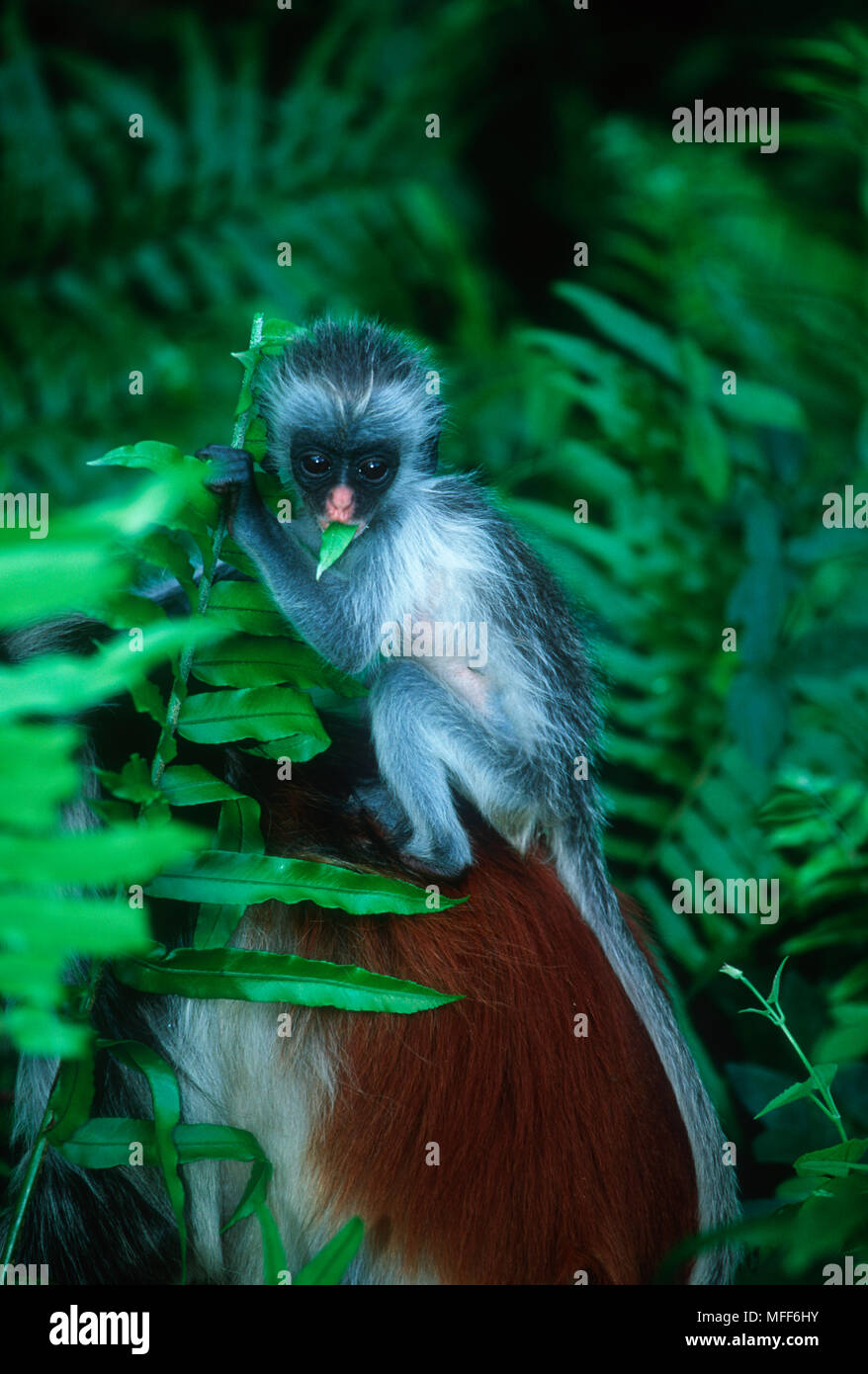 ZANZIBAR RED COLOBUS Procolobus badius kirkii Female with young ... ZANZIBAR RED COLOBUS Procolobus badius kirkii Female with young ...