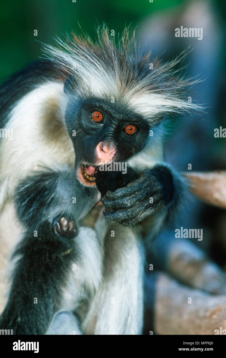 ZANZIBAR RED COLOBUS Procolobus badius kirkii eating charcoal from ...