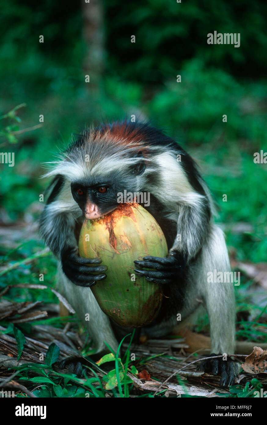 ZANZIBAR RED COLOBUS Procolobus badius kirkii eating coconut fruit - a ...