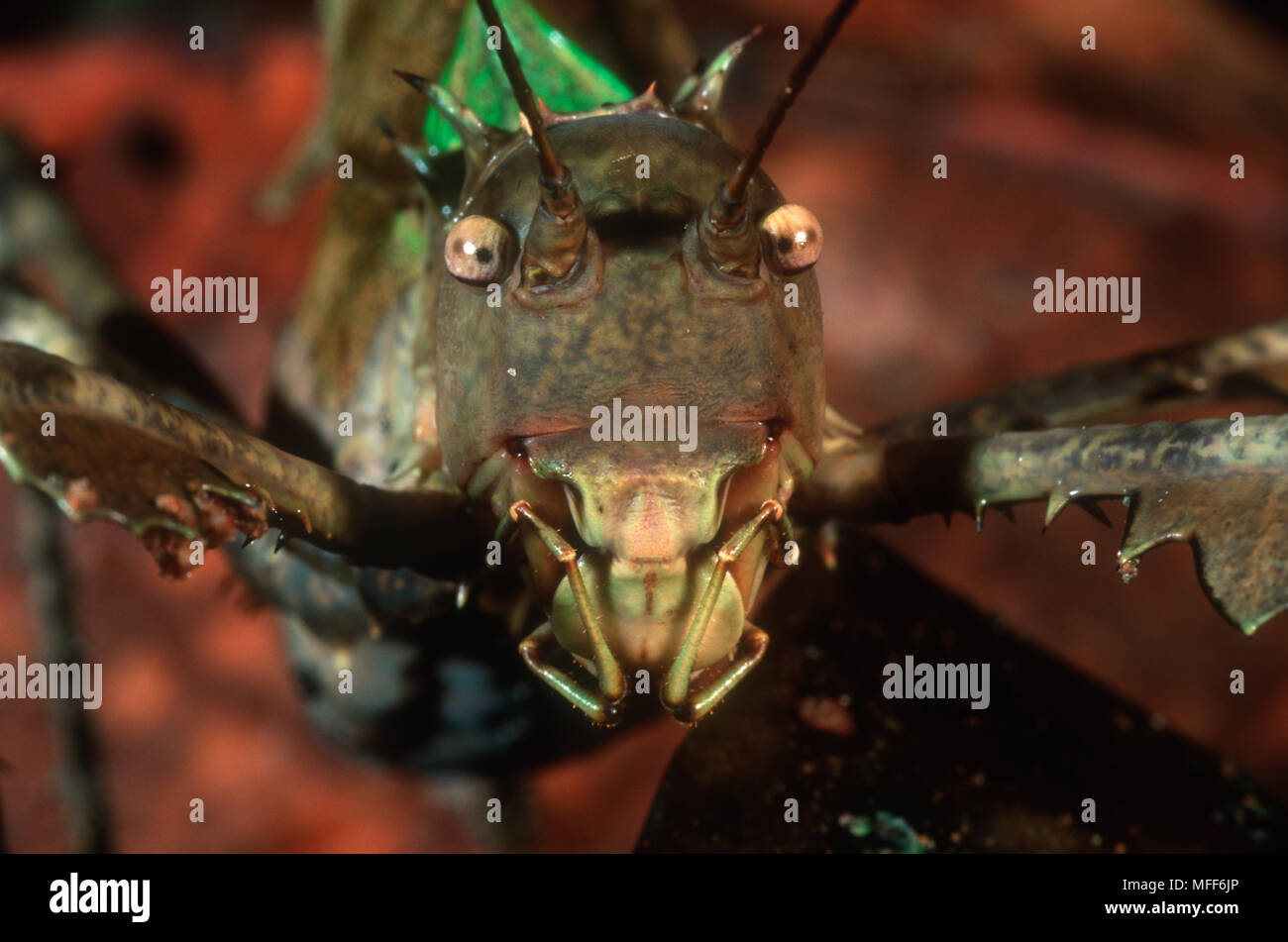 Dzanga ndoki national park hi-res stock photography and images - Alamy