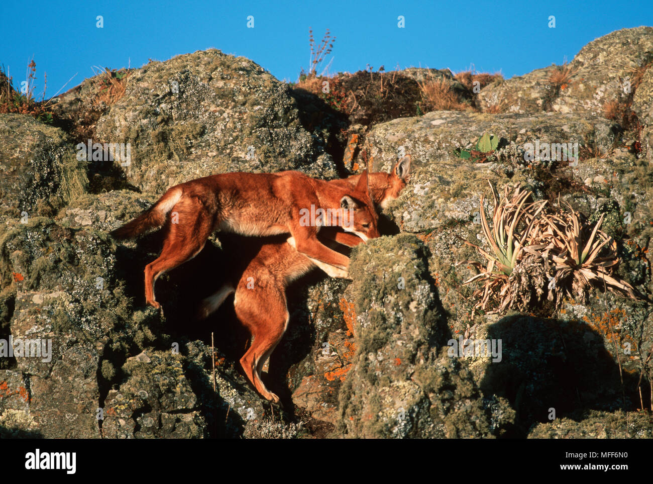 ETHIOPIAN WOLF searching for rodent prey Canis simensis Bale Mountains ...