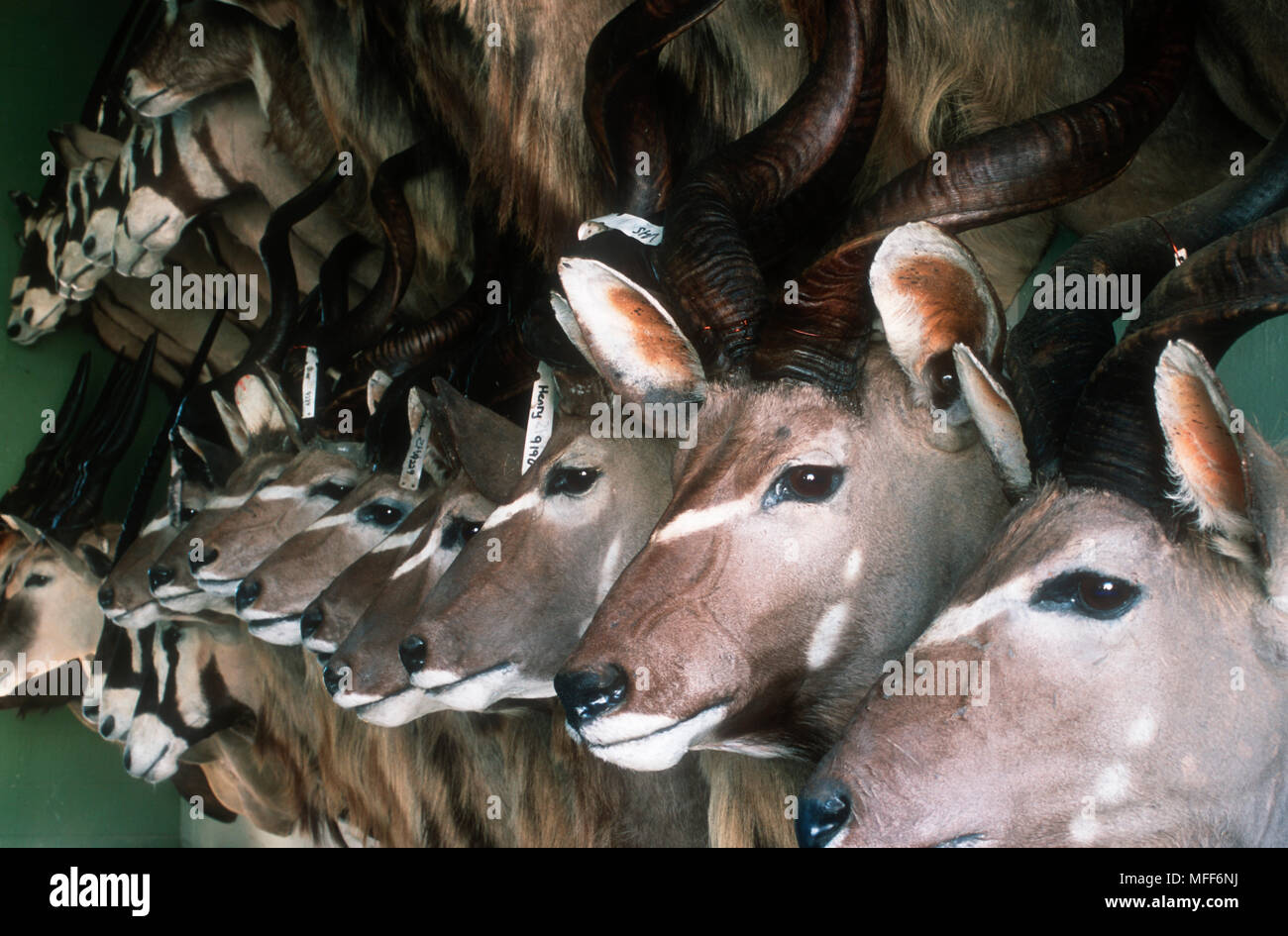 MOUNTED KUDU HEADS on wall in taxidermy shop. Namibia Stock Photo - Alamy