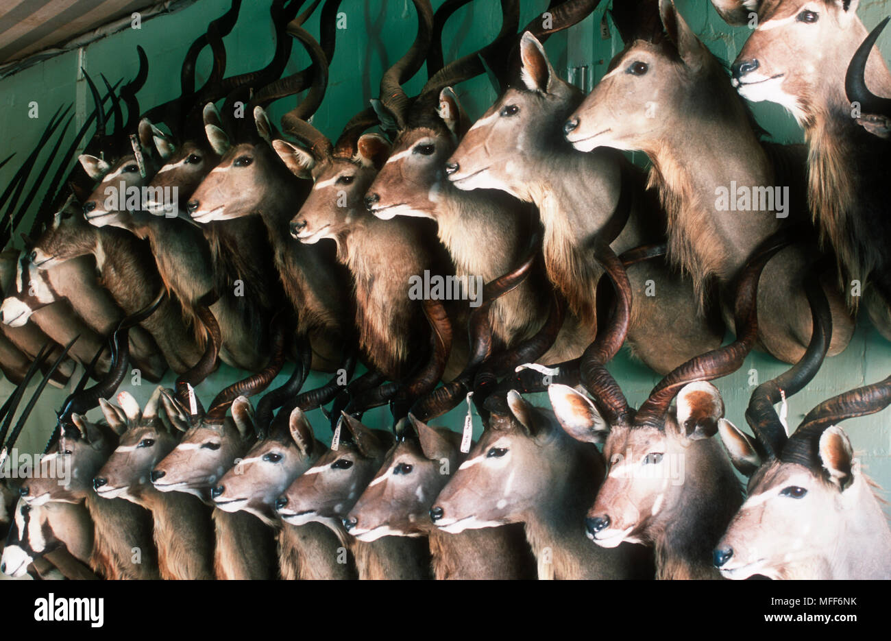 Mounted animals heads hi-res stock photography and images - Alamy