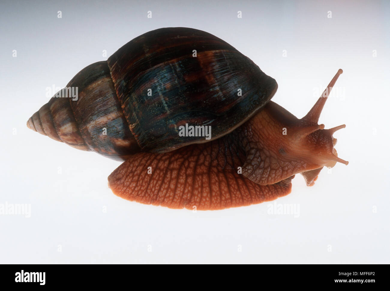 African land snail achatina immaculata hi-res stock photography and ...